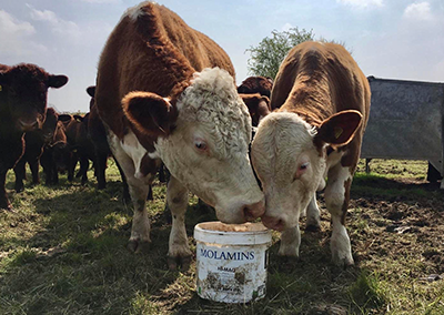 Dallas Keith Cattle Molamin Bucket 20kg - horse and hoof