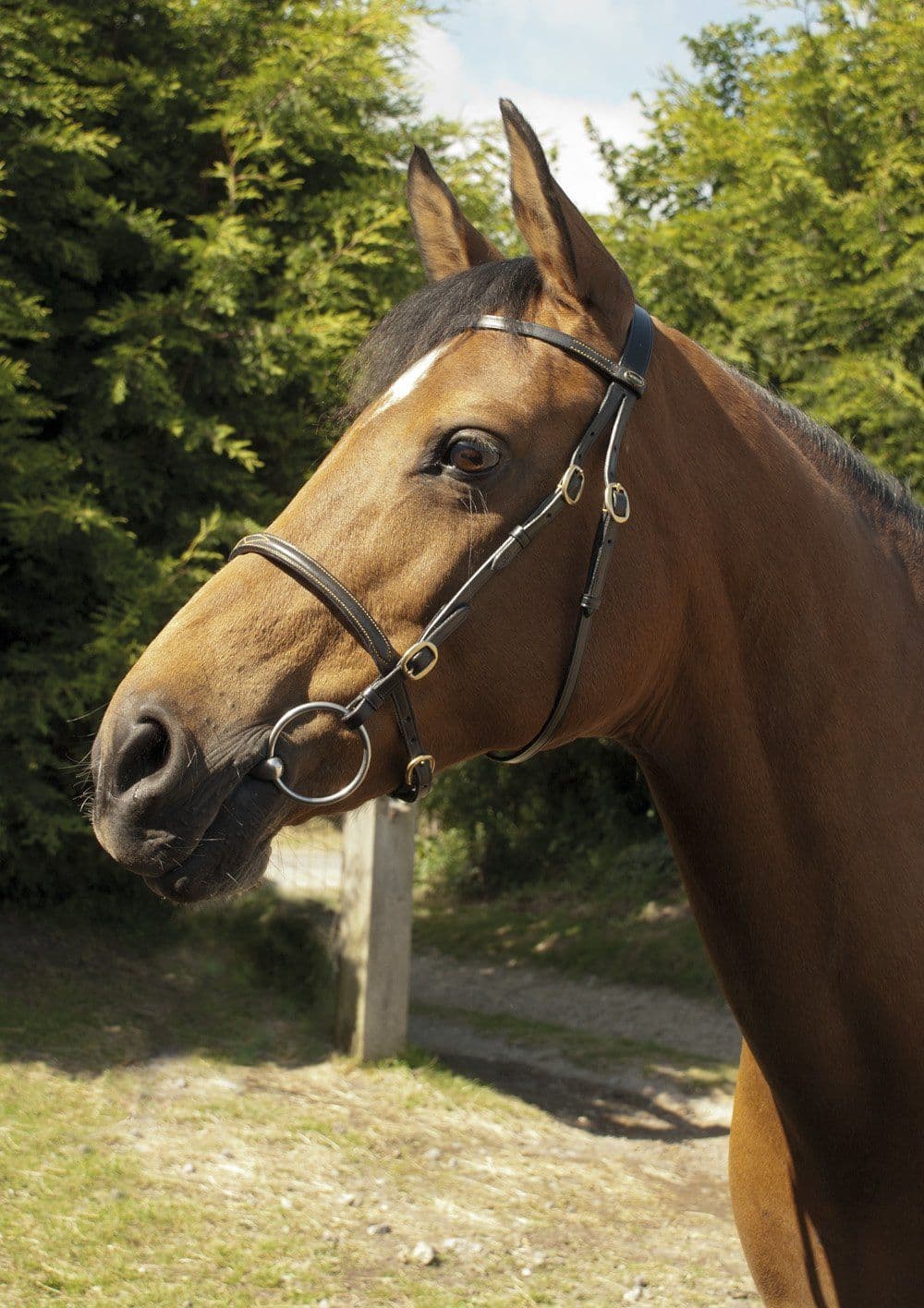 Heritage - English Leather In-hand Bridle - horse and hoof