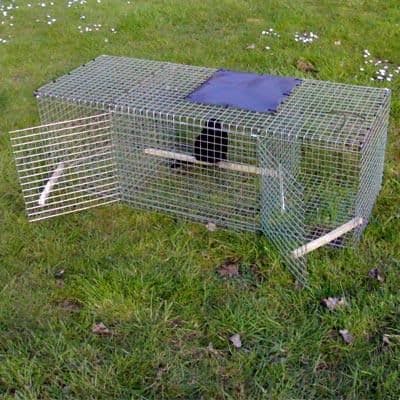 Larson Trap - horse and hoof