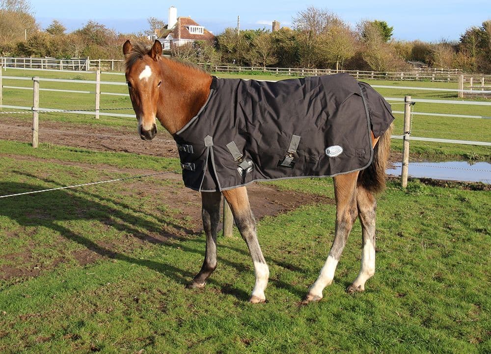 Rhinegold Konig Small Pony/Foal Outdoor Rug - horse and hoof